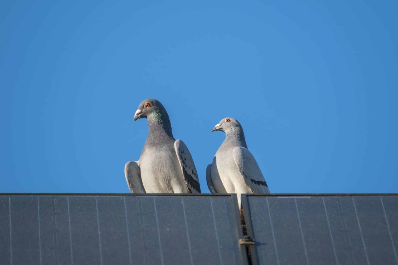 Las Vegas Solar Panel Pigeon Proofing | Pigeon Proof Solar Panels