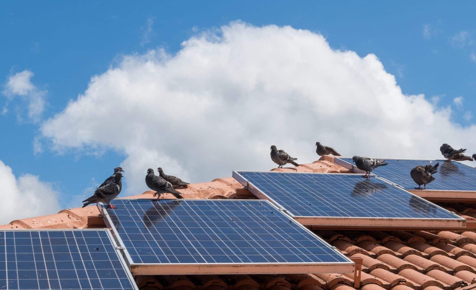 Las Vegas Solar Panel Pigeon Proofing | Pigeon Proof Solar Panels